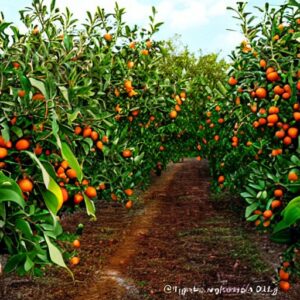 Best Orange Groves in Florida – Find Your Citrus Haven – TravelMagma